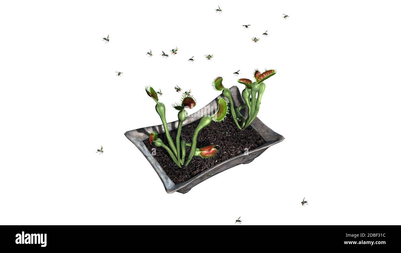 Venus Flytrap plant with group insect on white background Stock Photo ...