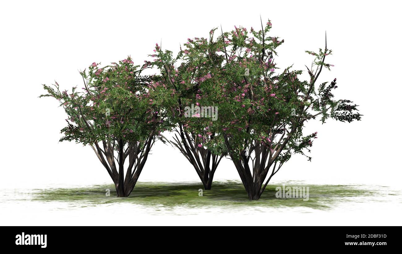 Crape Myrtle - tree cluster on white background Stock Photo - Alamy