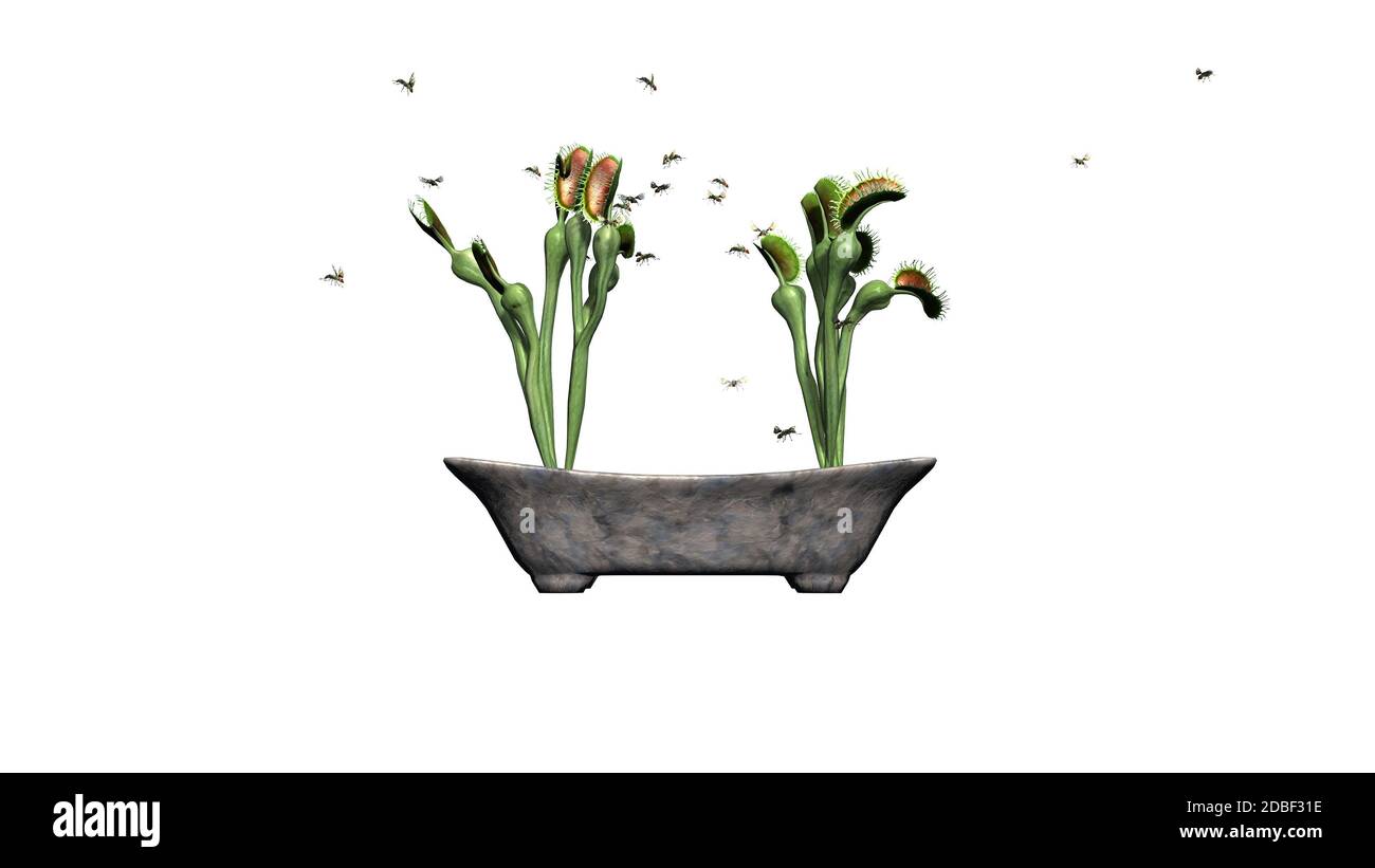 Venus Flytrap plant with group insect on white background Stock Photo ...