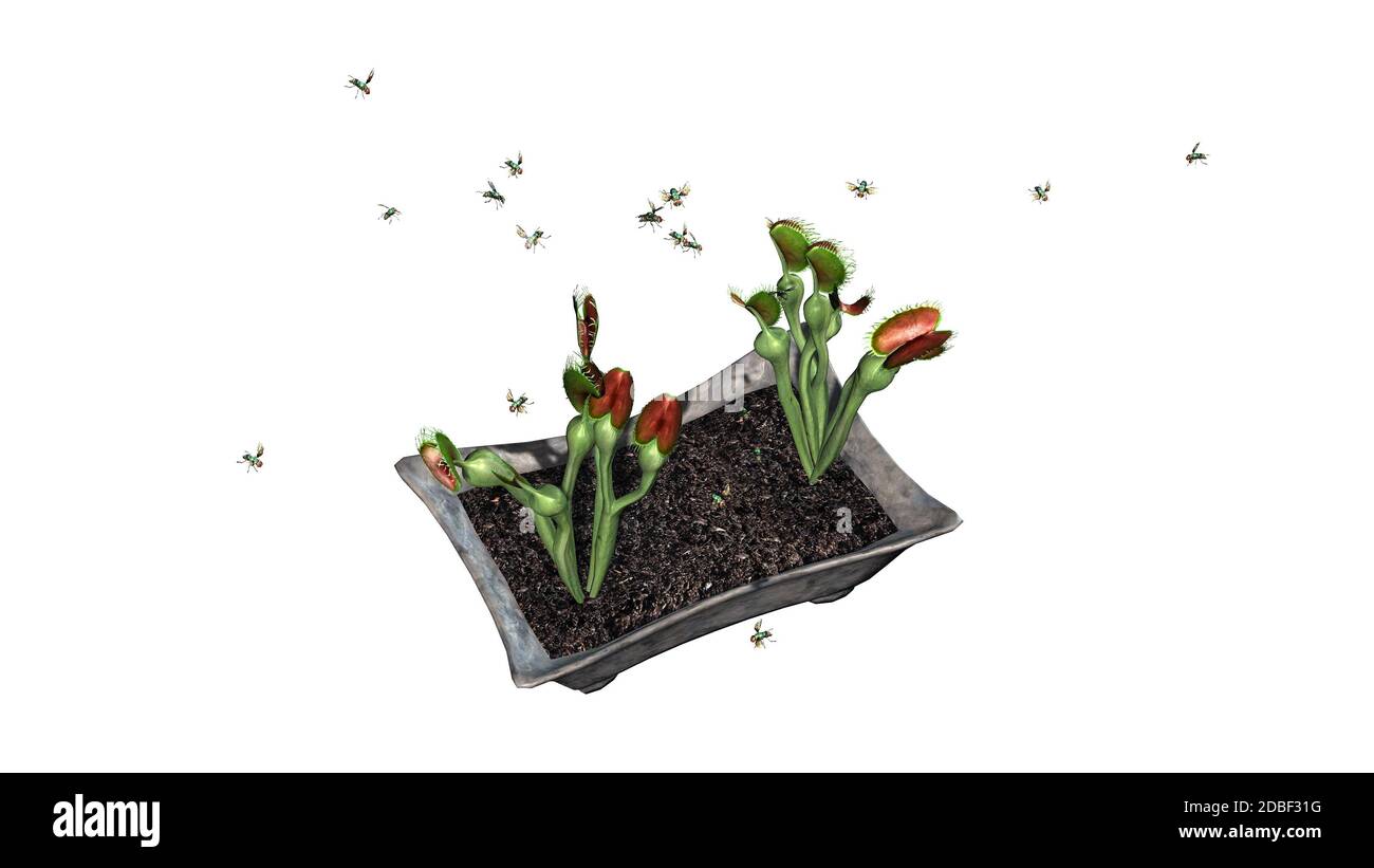 Venus Flytrap plant with group insect on white background Stock Photo ...