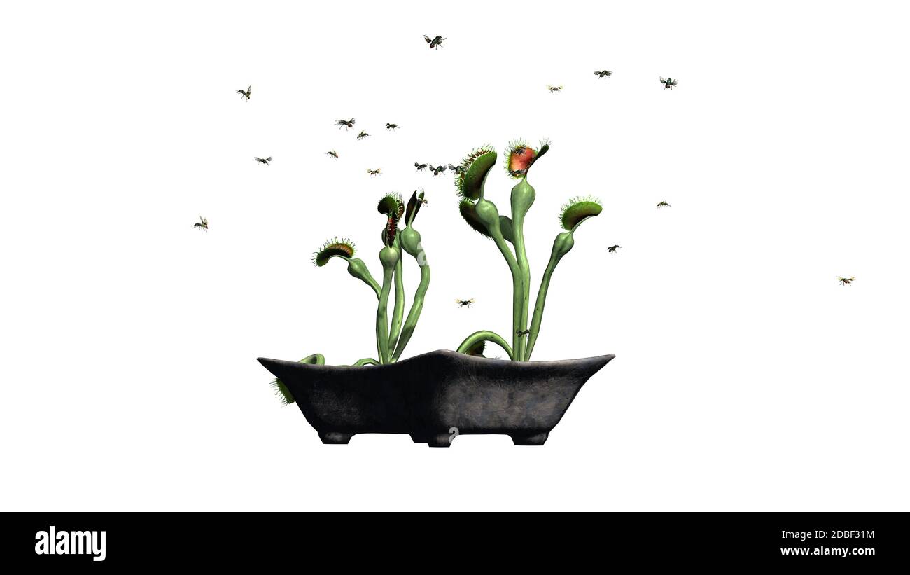 Venus Flytrap plant with group insect on white background Stock Photo ...