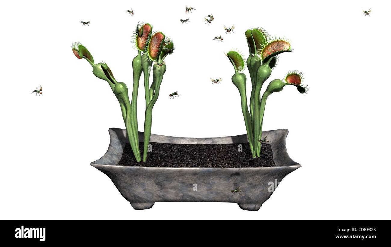 Venus Flytrap plant with group insect on white background Stock Photo ...