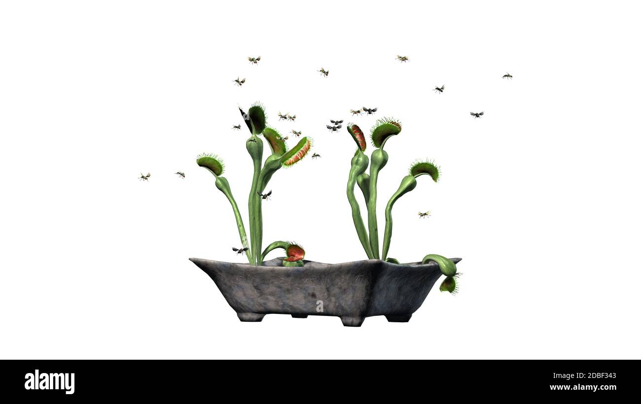 Venus Flytrap plant with group insect on white background Stock Photo ...