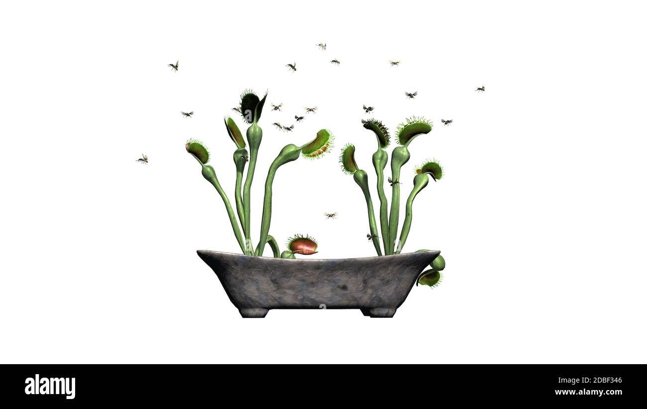 Venus Flytrap plant with group insect on white background Stock Photo ...