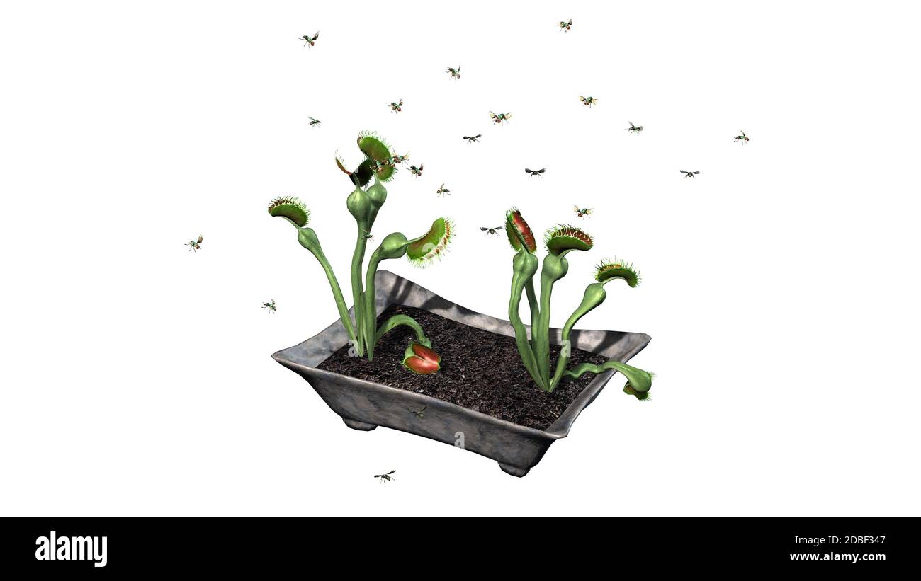 Venus Flytrap plant with group insect on white background Stock Photo ...
