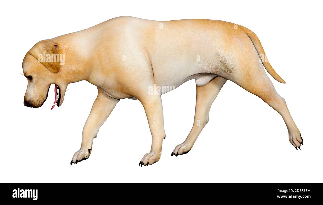 3D rendering of a yellow labrador dog isolated on white background ...