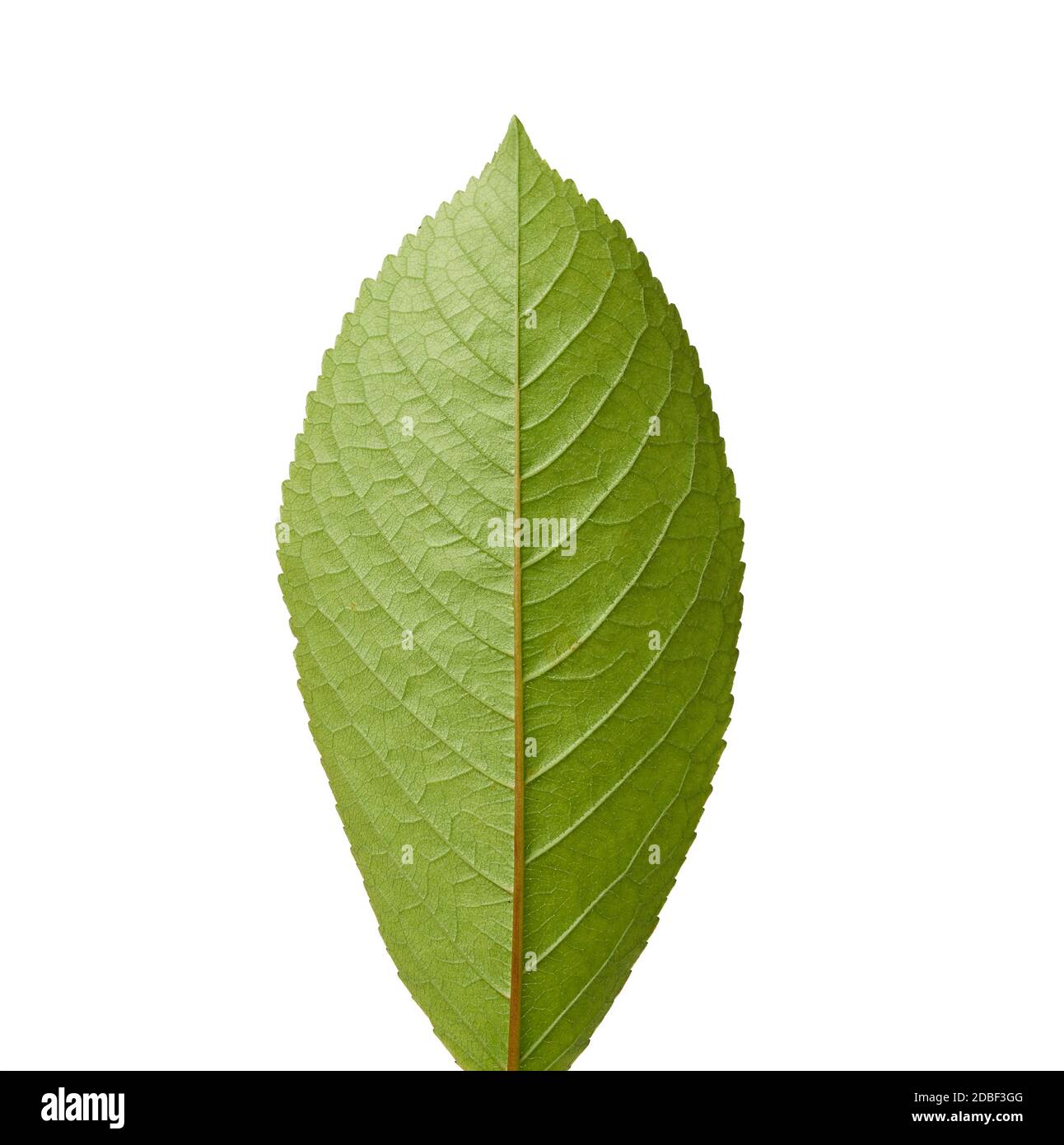 green sweet cherry leaf isolated on white background, close up, the ...