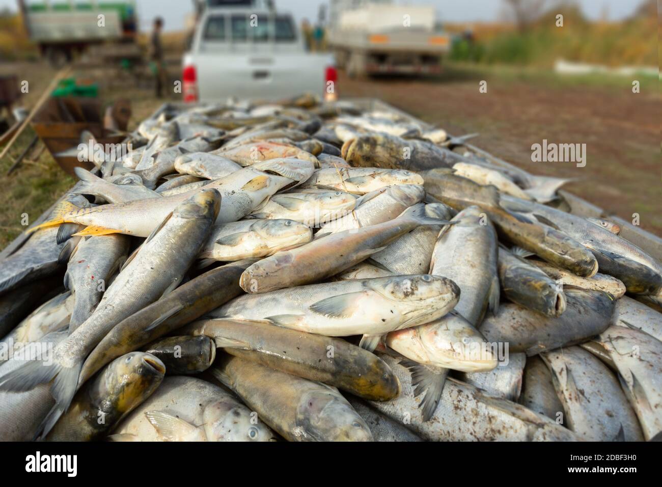 harvested Fish from Pond in the wheelchair behind the car, Hortobagy ...