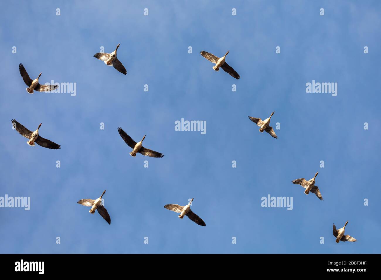flying flock of Greylag goose (Anser anser), bird migration in the ...