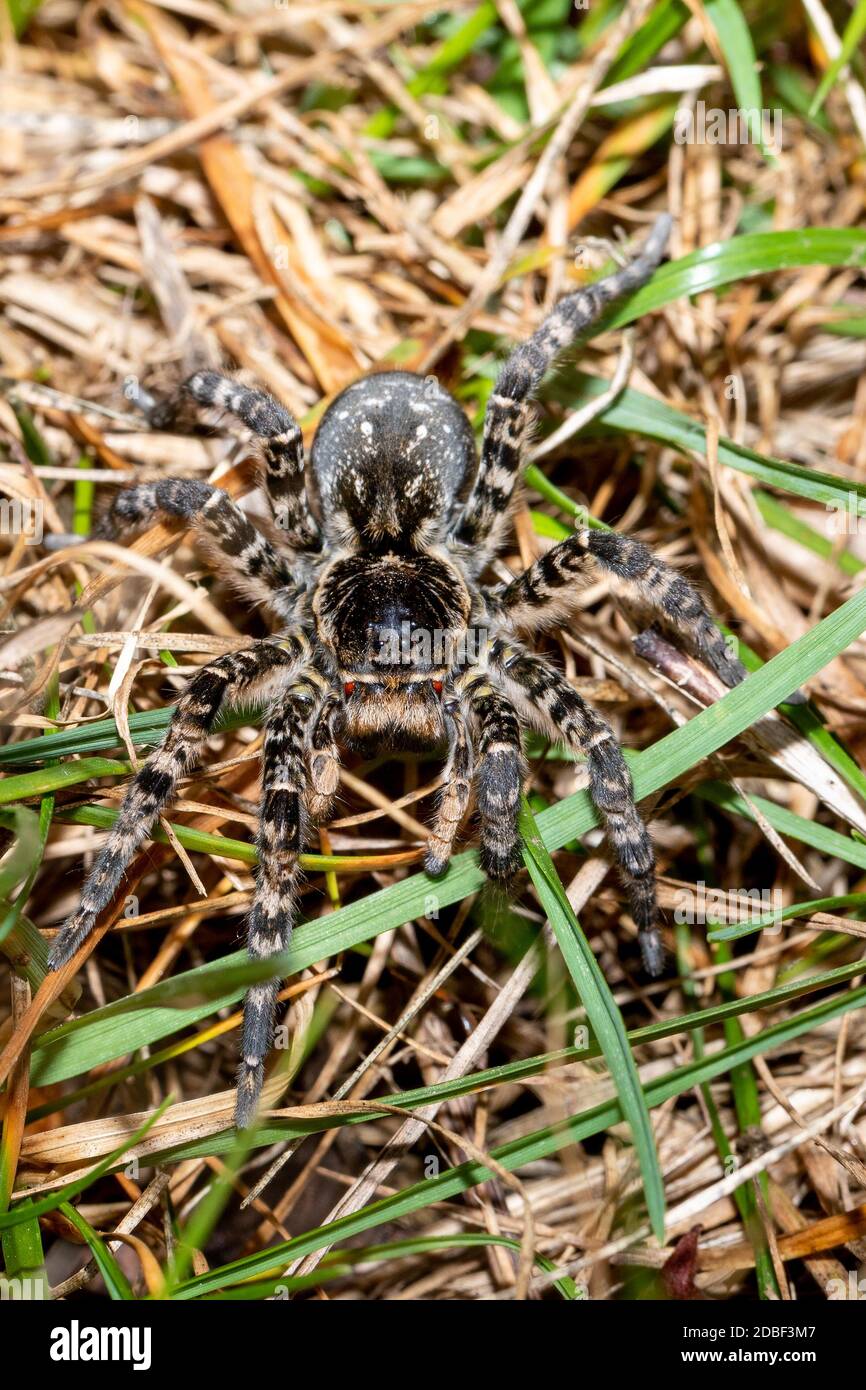 biggest european spider Geolycosa vultuosa, in natural habitat ...