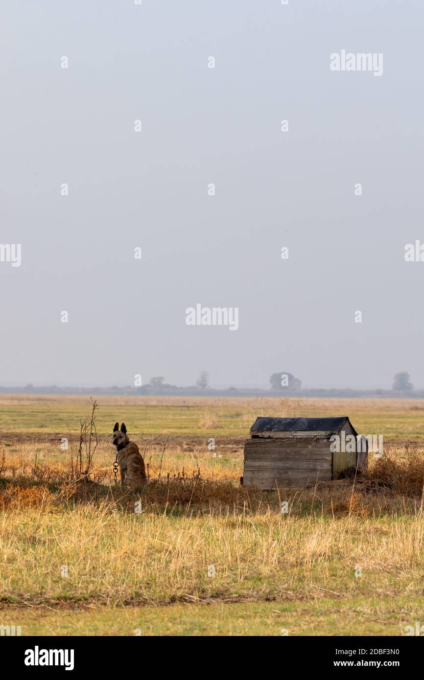 watching dog behind house of shepherd in Hortobagy National Park ...