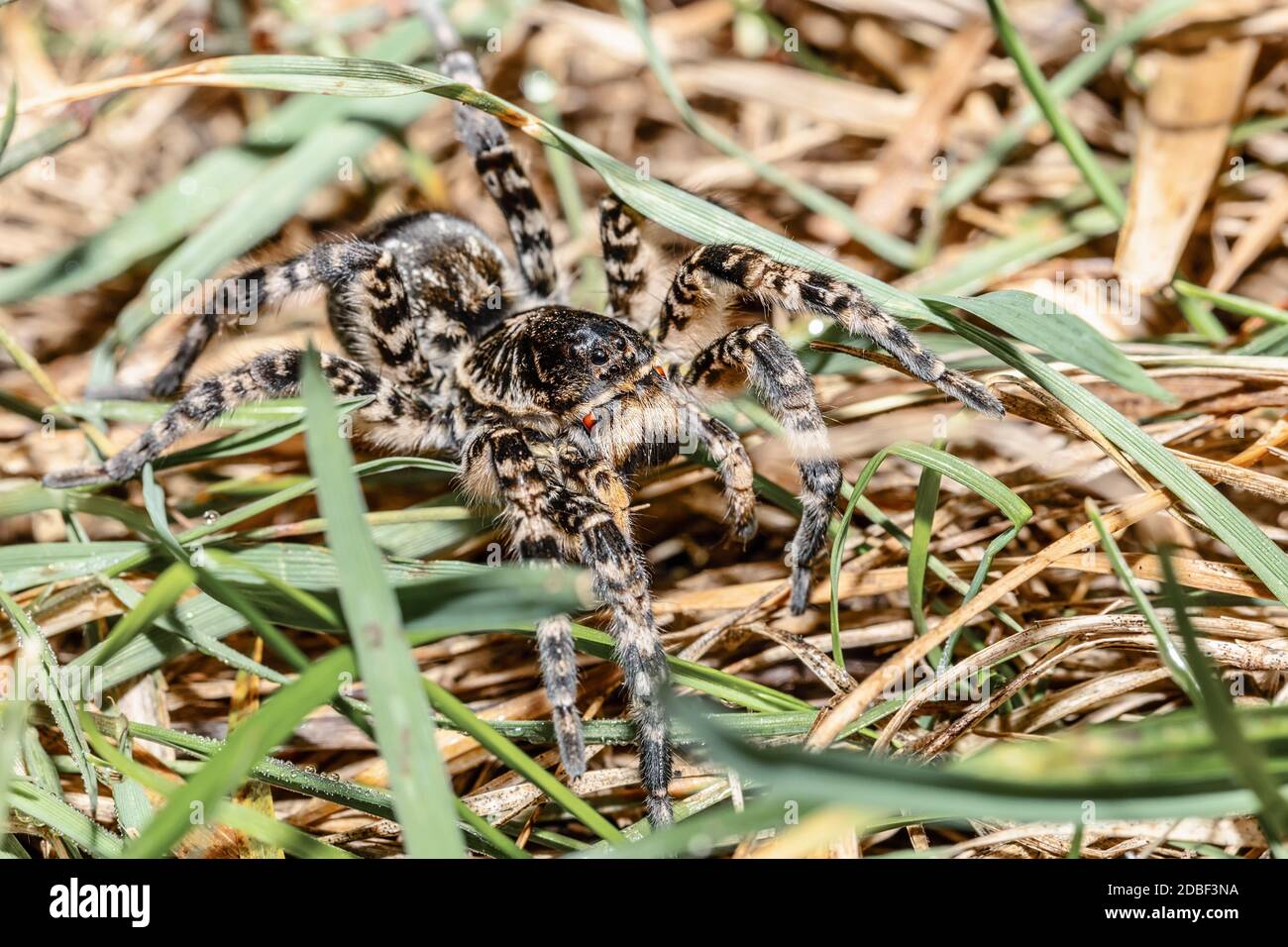 Geolycosa hi-res stock photography and images - Alamy