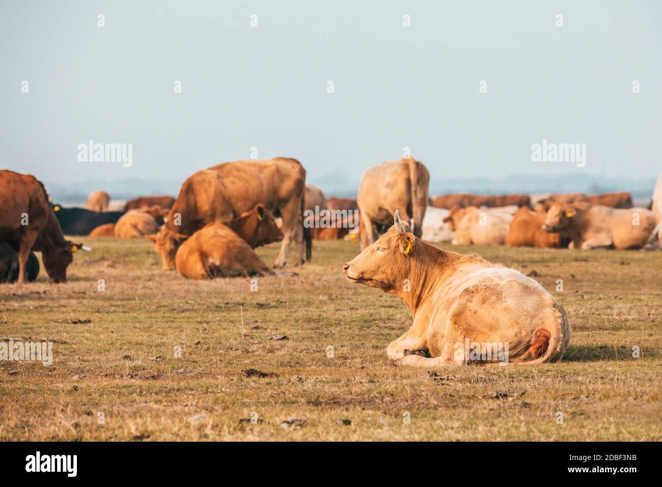 traditional hungarian cattle in Hortobagy National Park, Hungary ...