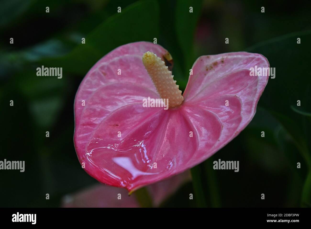 Close up one pink tropical Anthurium flower with spadix and spathe ...