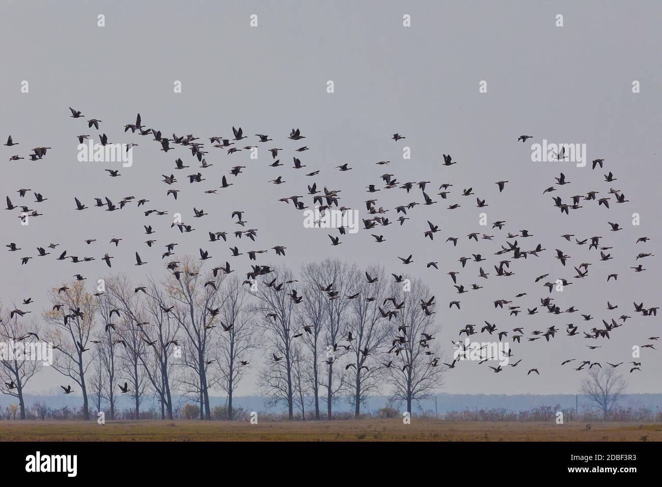 flying big flock of Greylag goose (Anser anser) over misty landscape ...