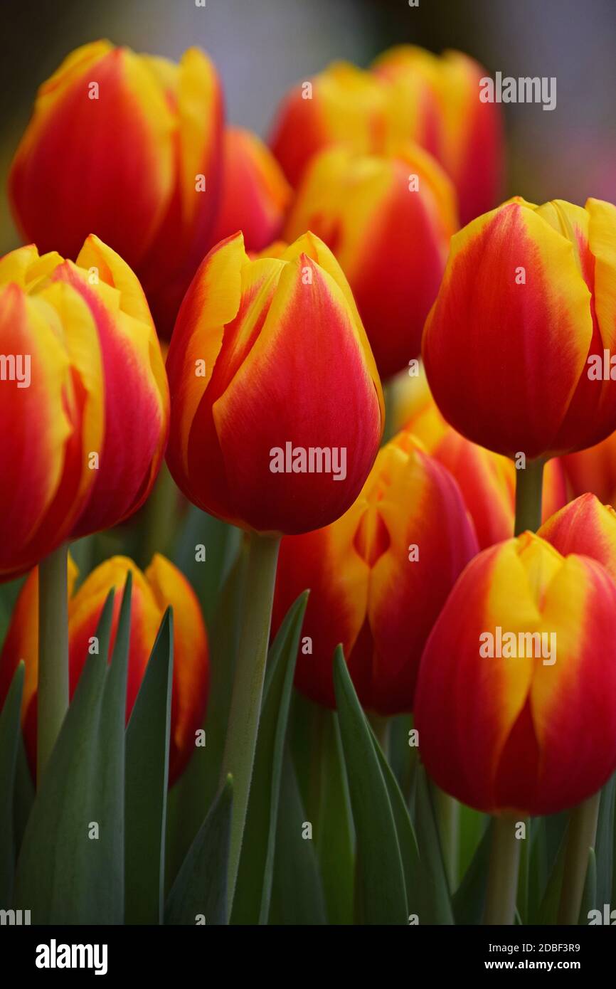 Scarlet red and yellow fresh springtime tulip flowers with green leaves ...