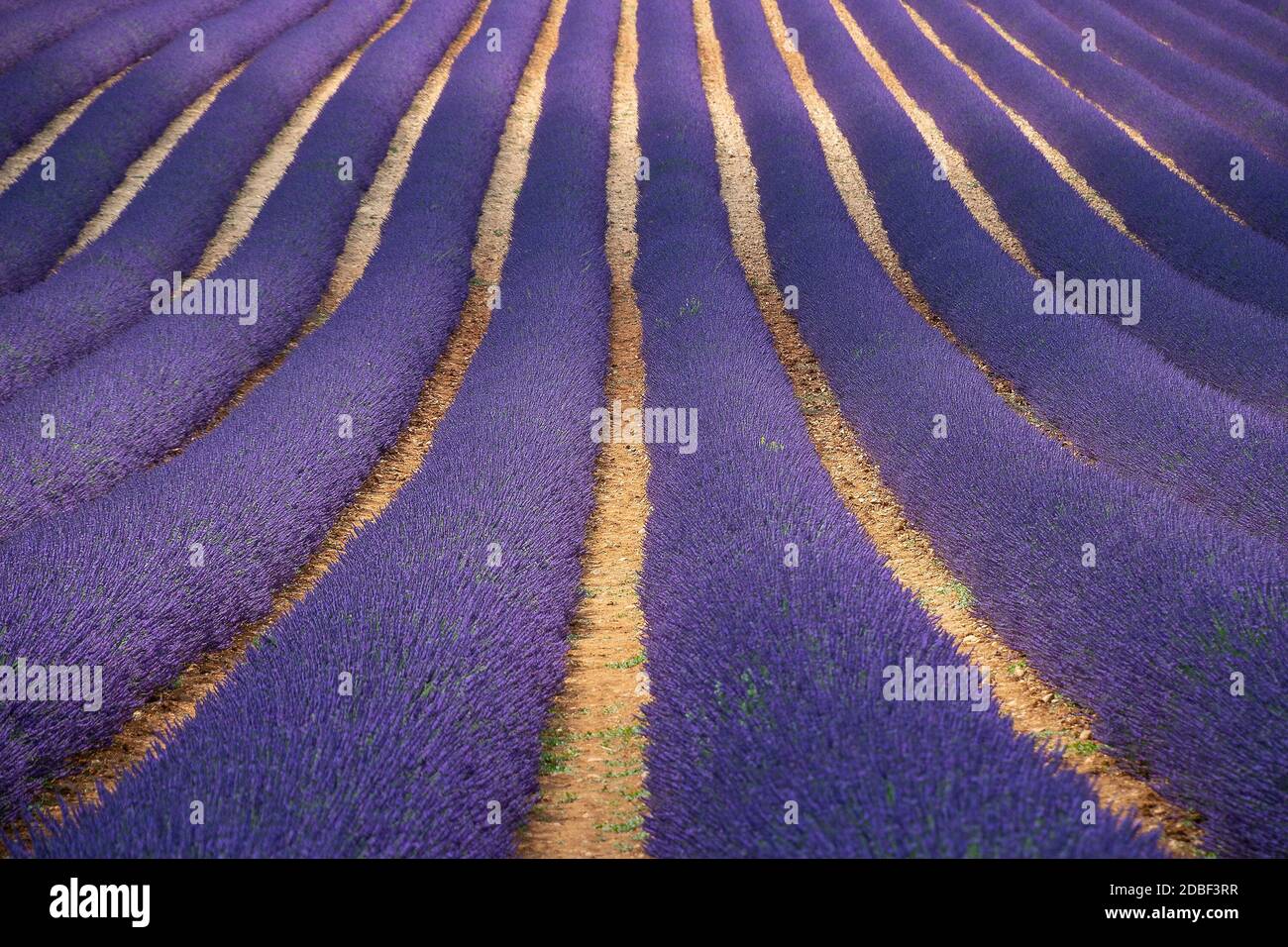Purple blooming lavender field of Provence, France, in day time with ...