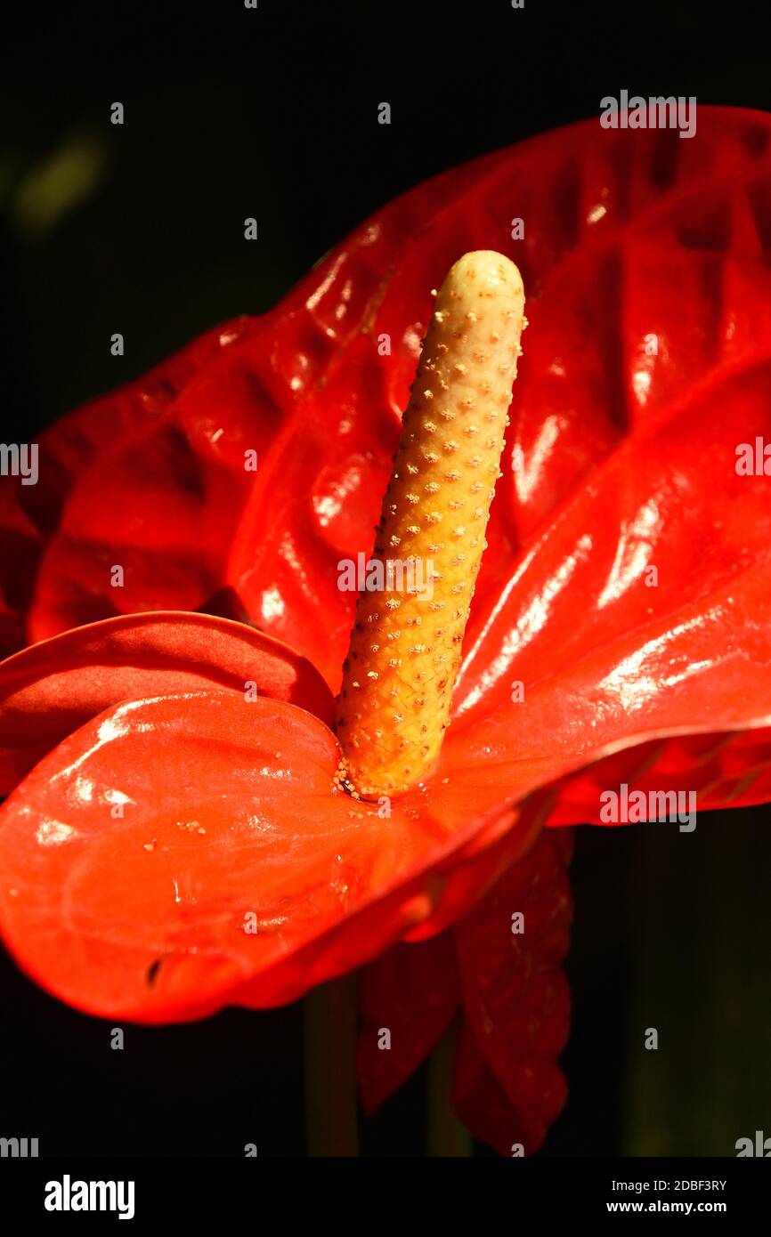 Close up one red tropical Anthurium flower with spadix and spathe ...
