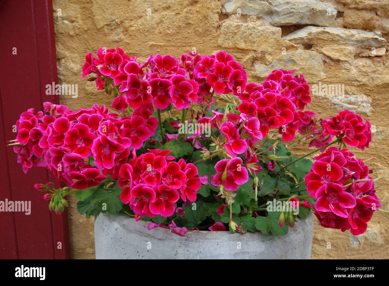 Noble geraniums hi-res stock photography and images - Alamy
