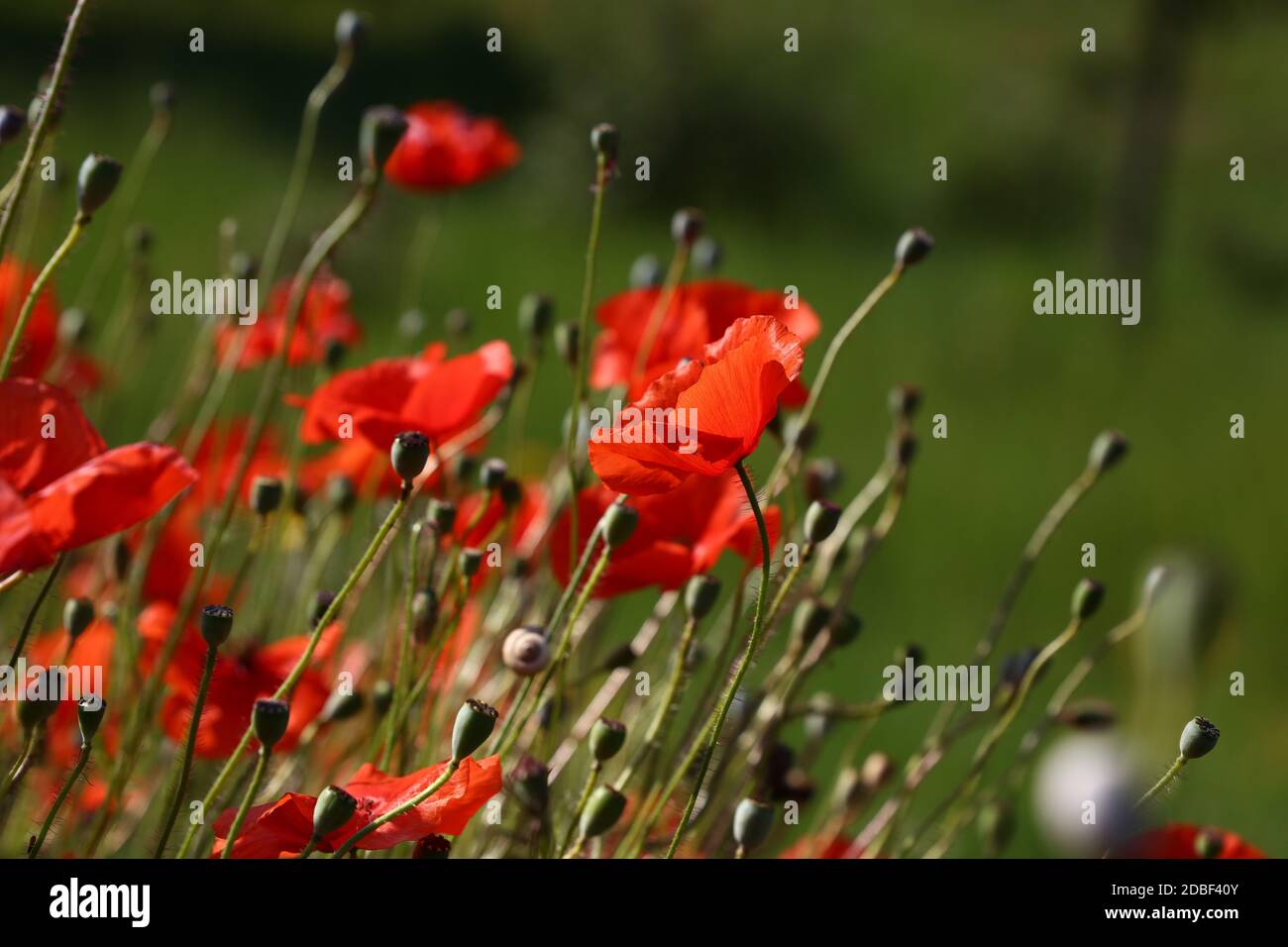 Close up backlit red poppy flowers in green field, low angle side view ...