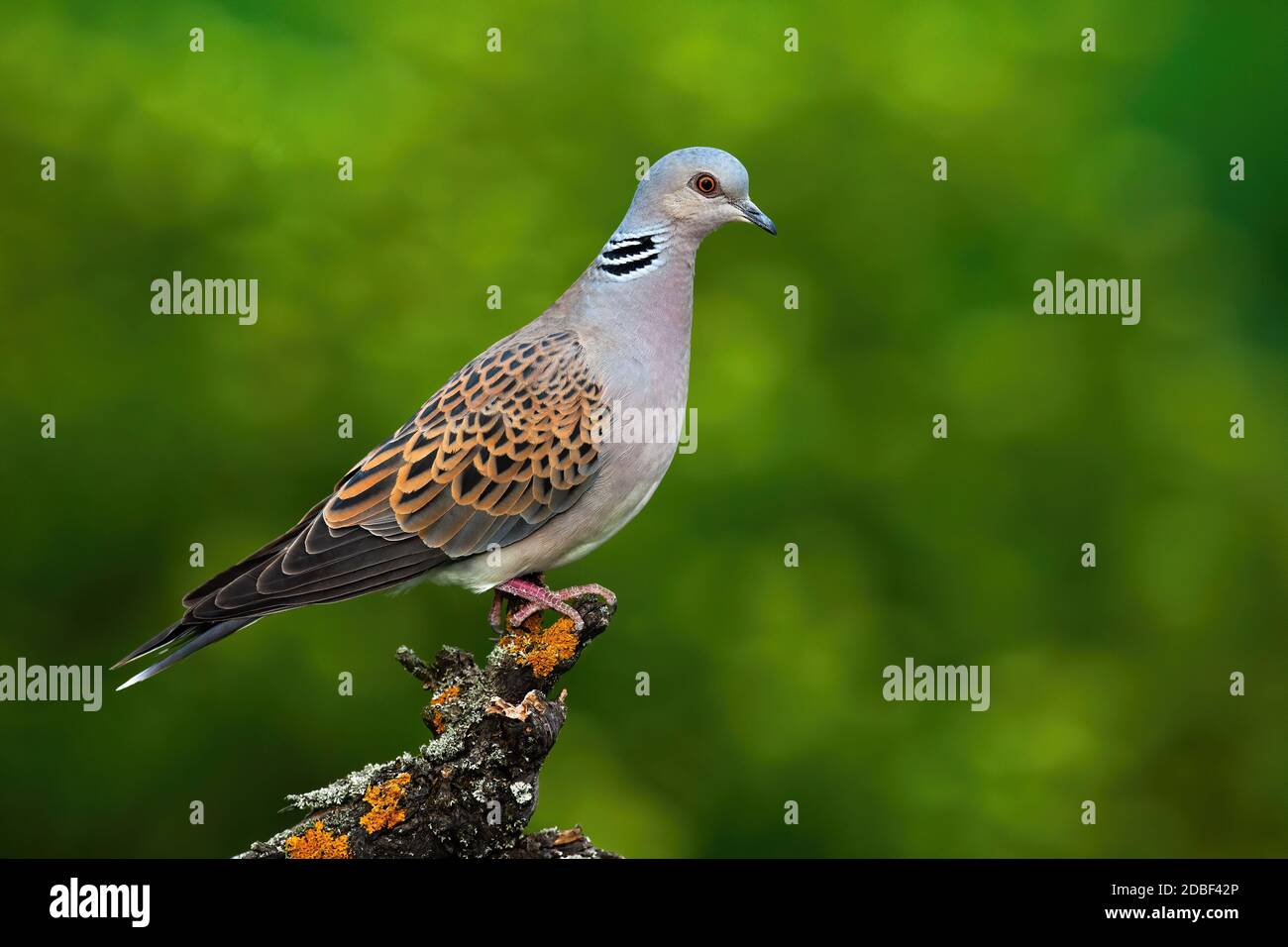 Alert european turtle dove, streptopelia turtur, standing on branch and ...