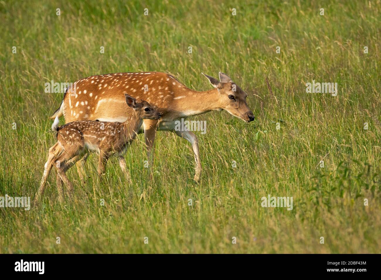 Fallow deer, dama dama, hind and fawn walking on green meadow in summer ...
