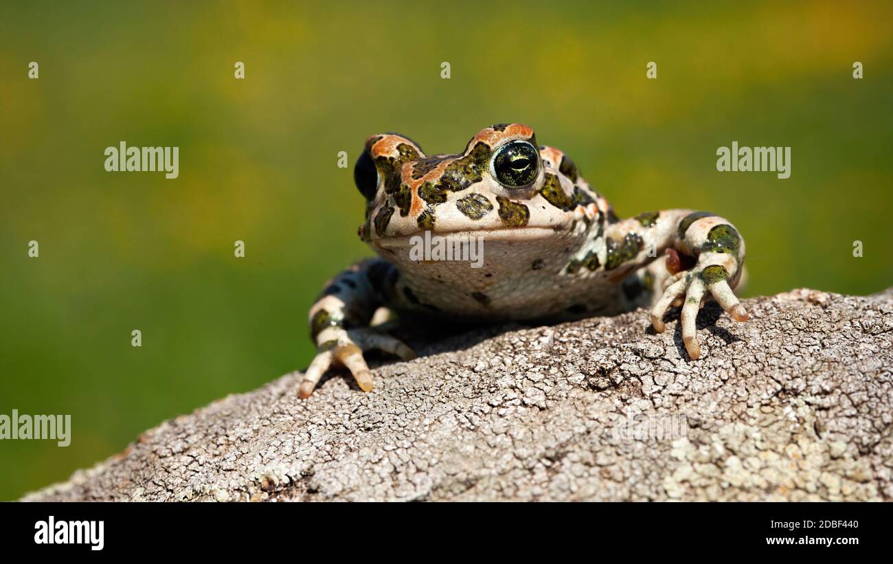 Cute european green toad, bufotes viridis, peeking out with legs and ...