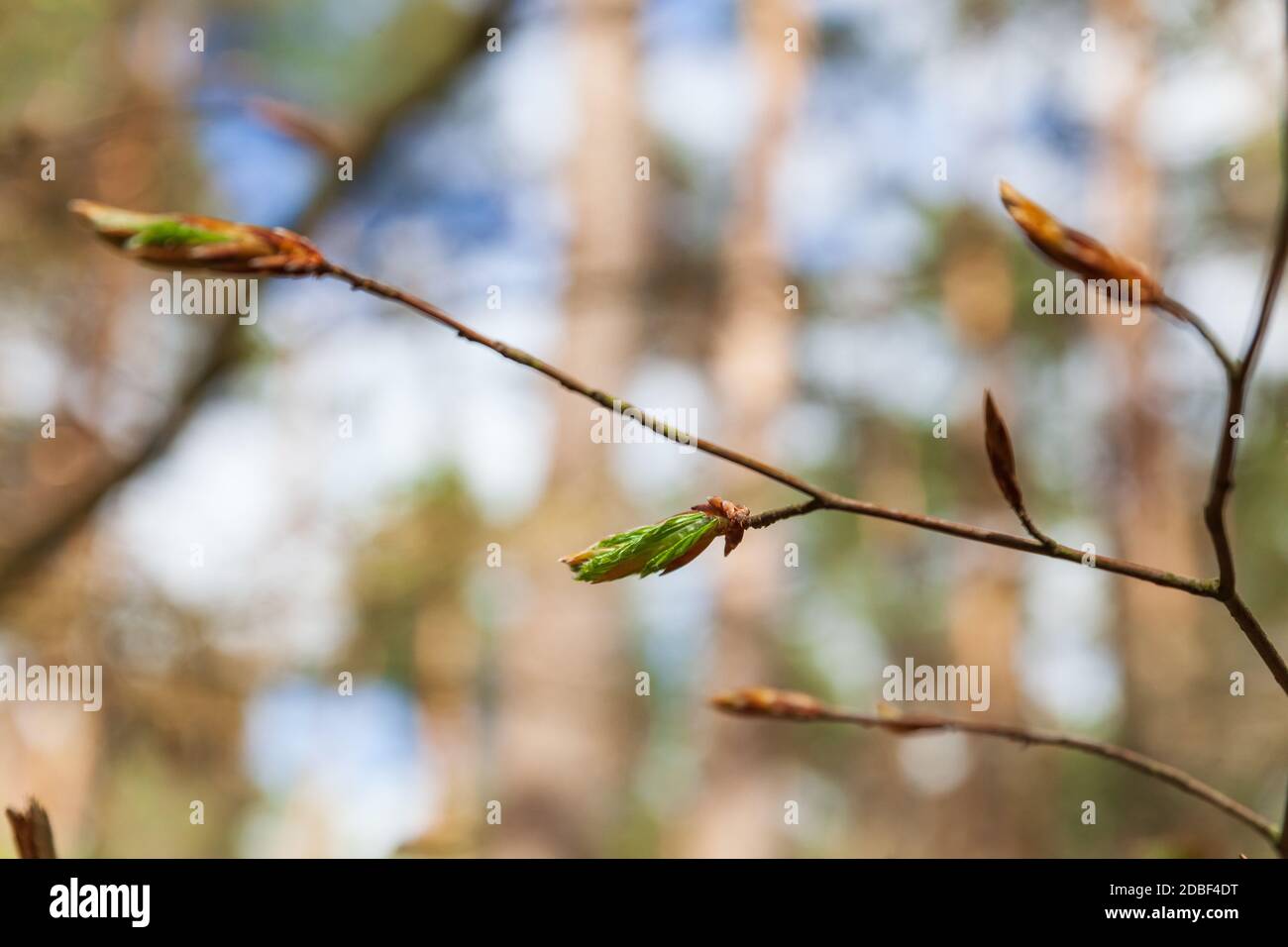 Beech tree buds hi-res stock photography and images - Alamy