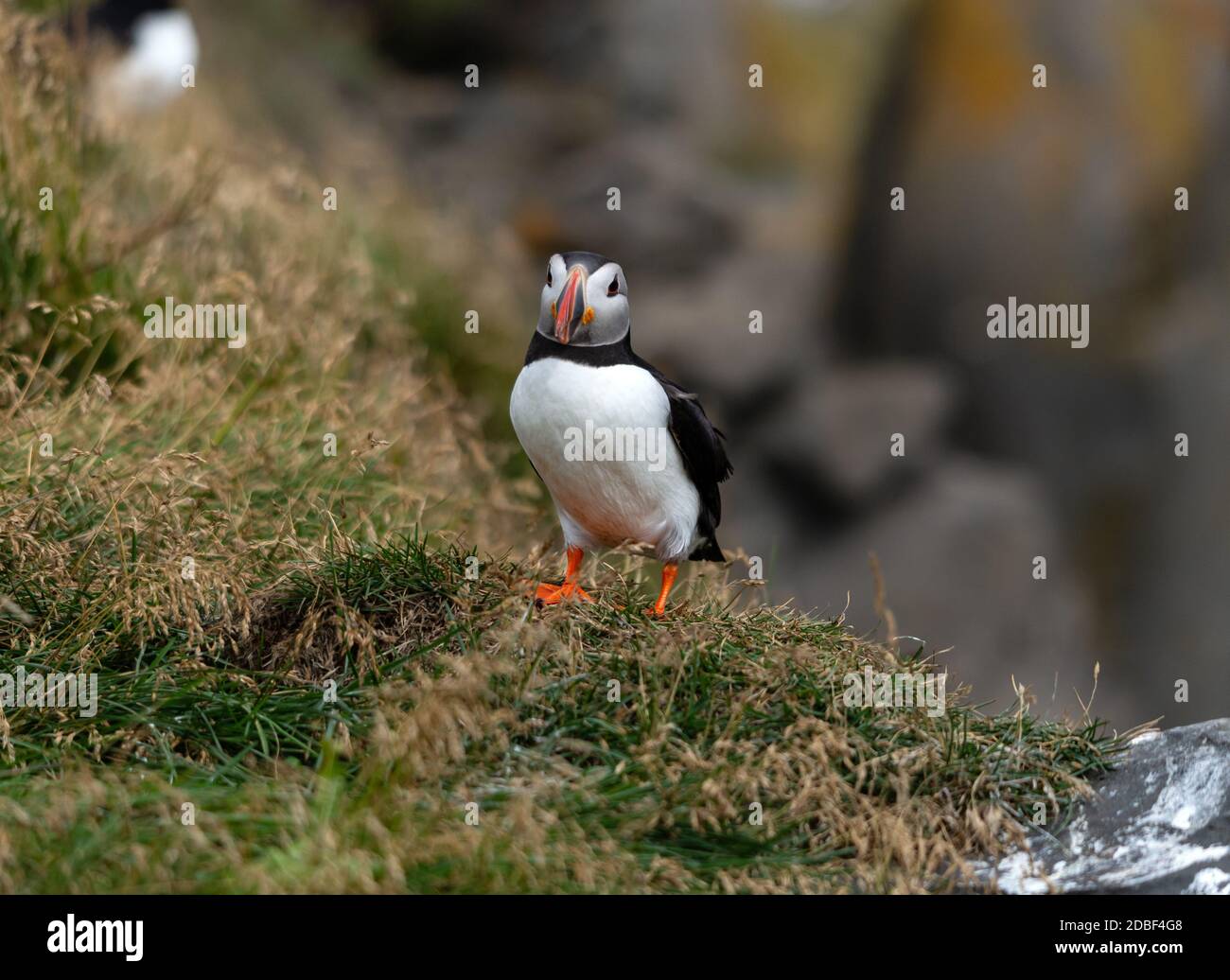 The Atlantic puffin, also known as the common puffin Stock Photo - Alamy