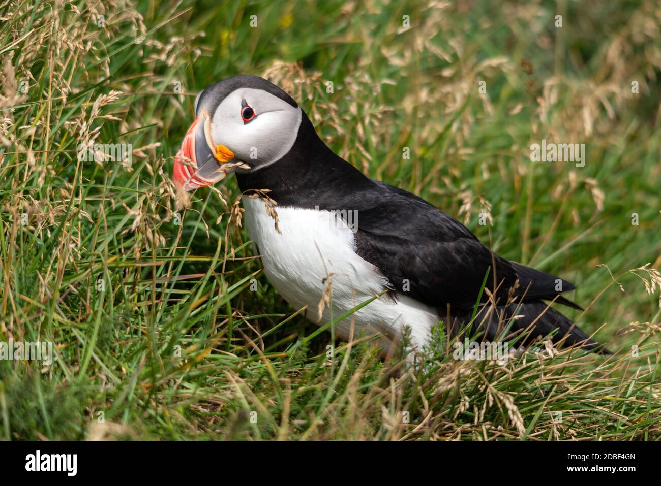 The Atlantic puffin, also known as the common puffin Stock Photo - Alamy