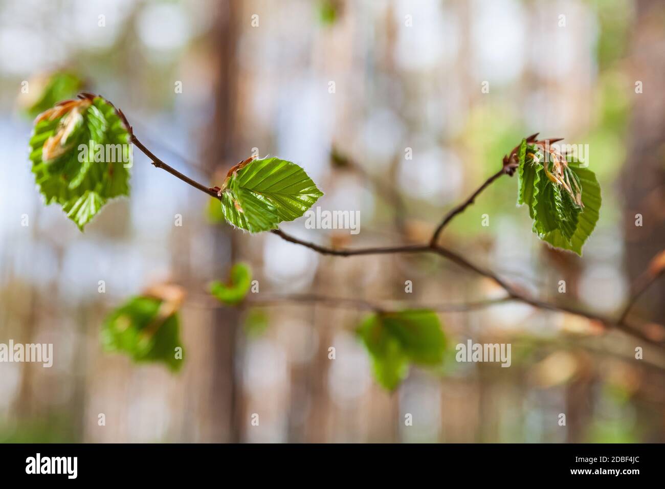 Young beech tree leaves hi-res stock photography and images - Alamy