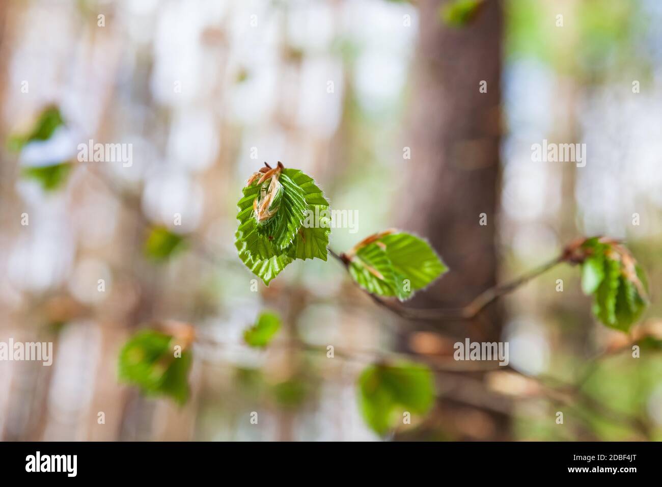 Beech tree buds hi-res stock photography and images - Alamy
