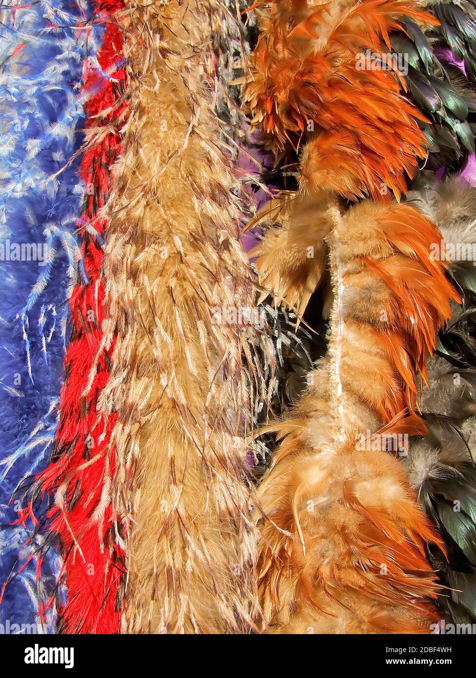 Different kind of feathers in many colors Stock Photo - Alamy