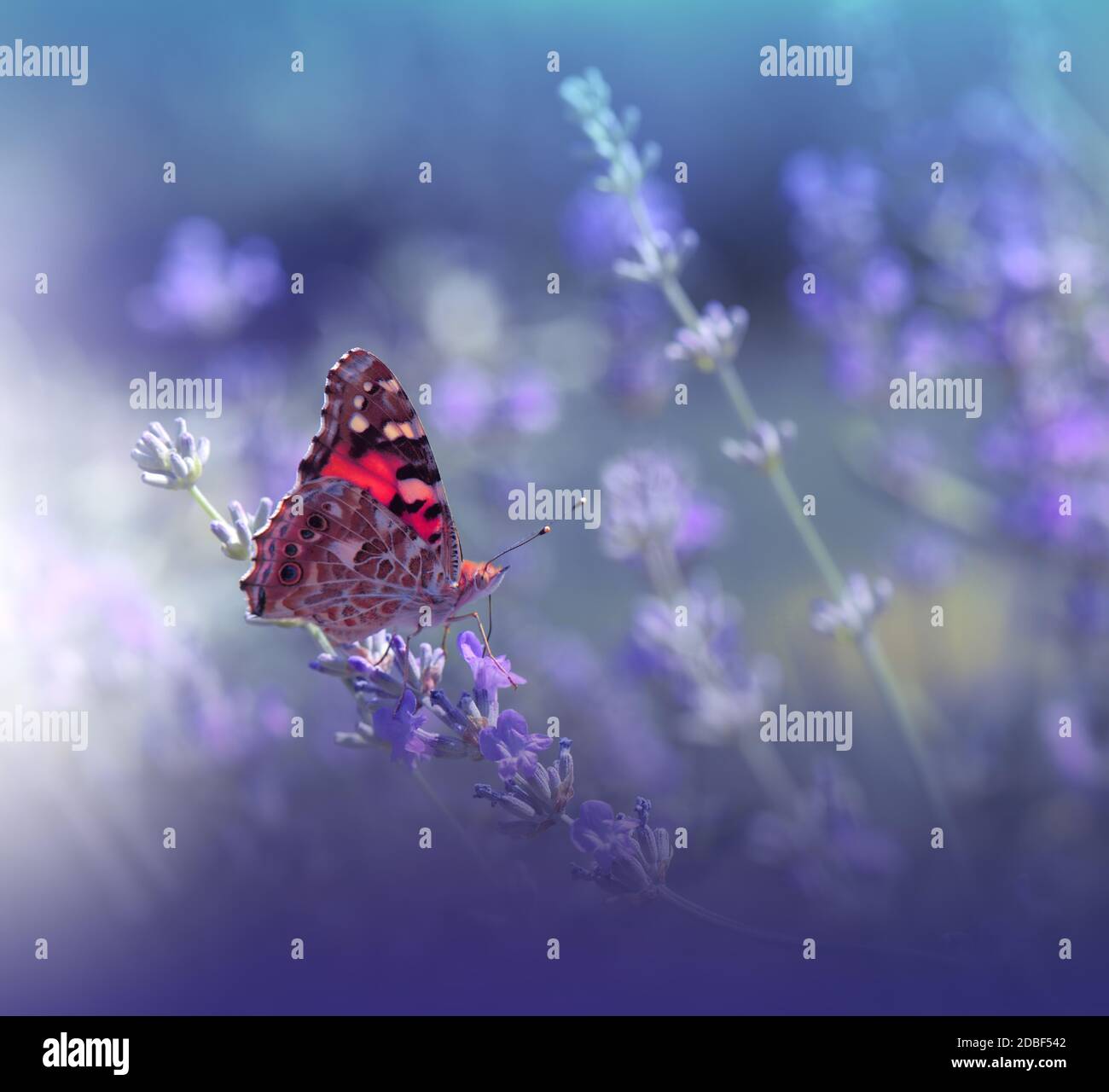 Field Nature Butterfly Wallpaper Nature Background: Brown Butterfly On
