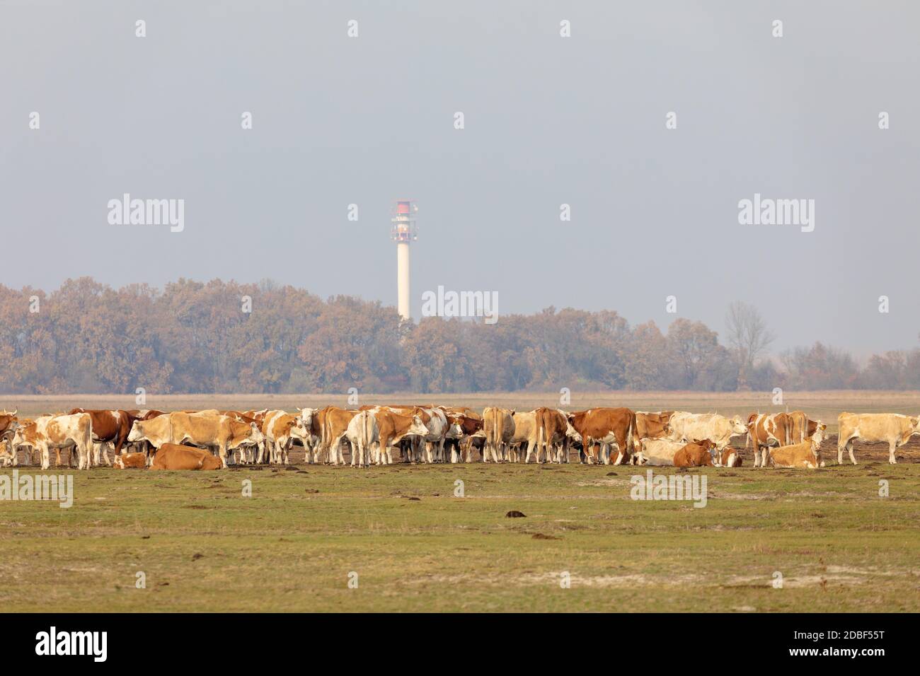 traditional hungarian cattle in Hortobagy National Park, Hungary ...