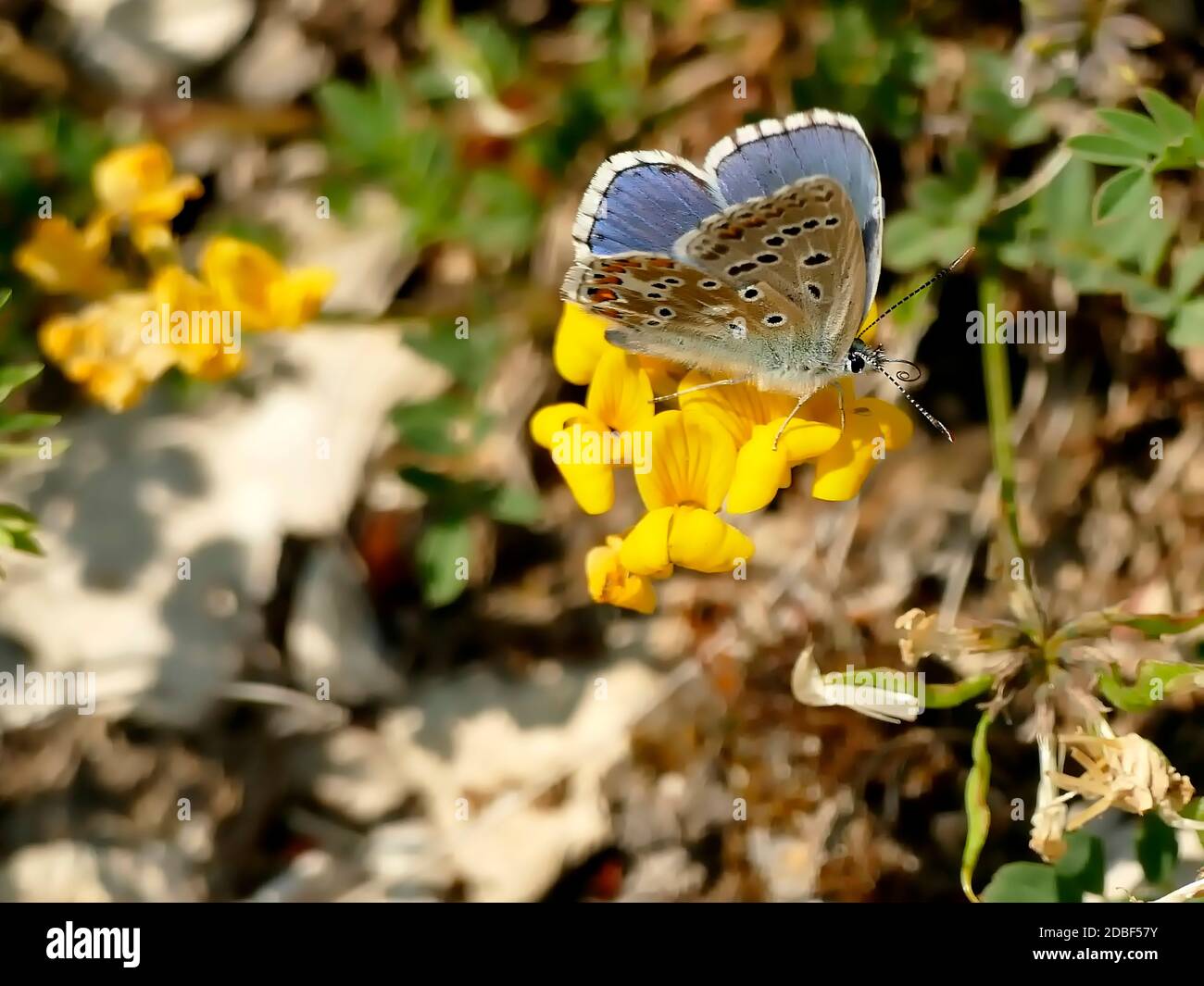 Adonis blue on horseshoe vetch Stock Photo - Alamy