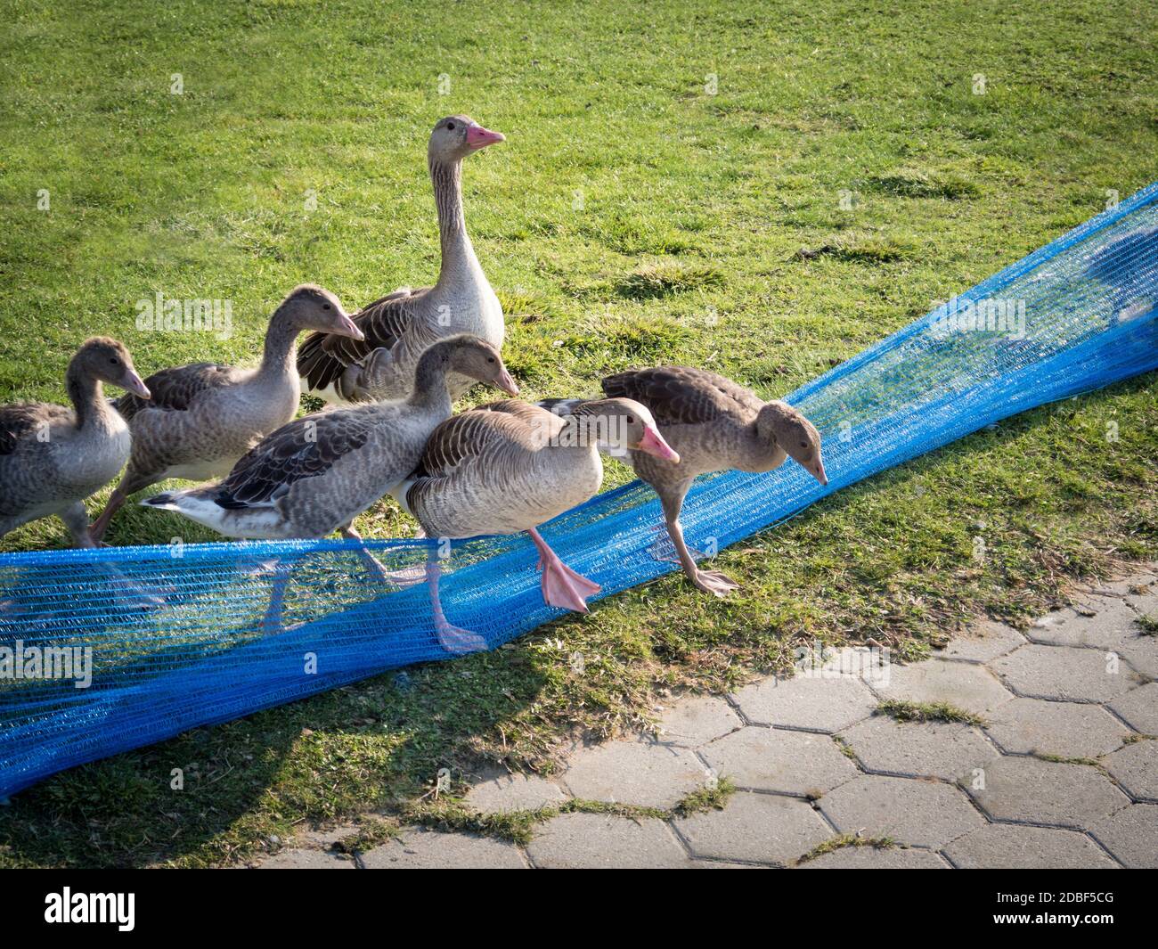Family geese jumping over fence to freedom Stock Photo - Alamy