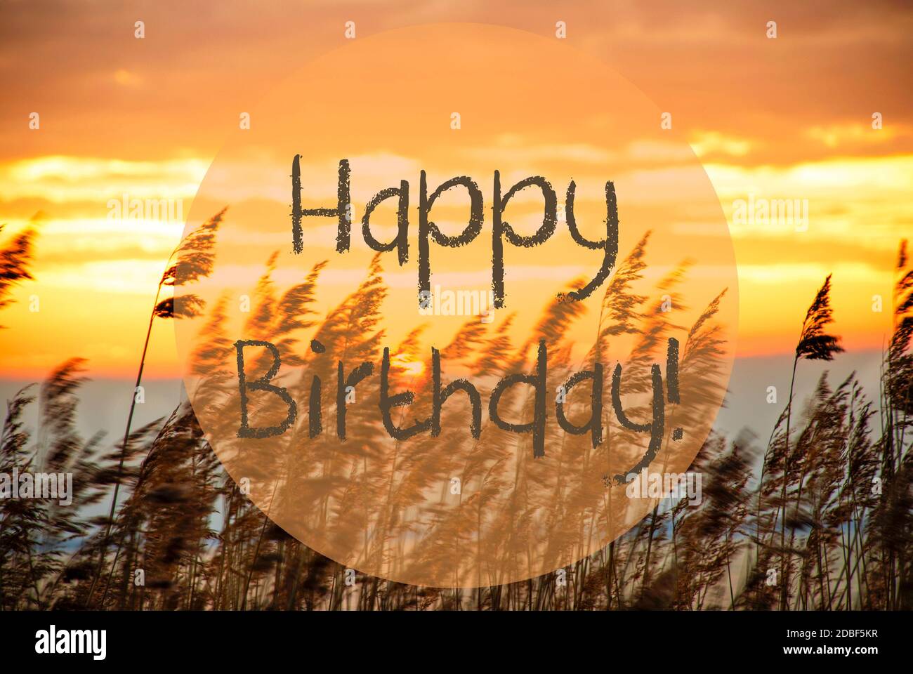 English Text Happy Birthday. Beach Grass At Sunrise Or Sunset In ...