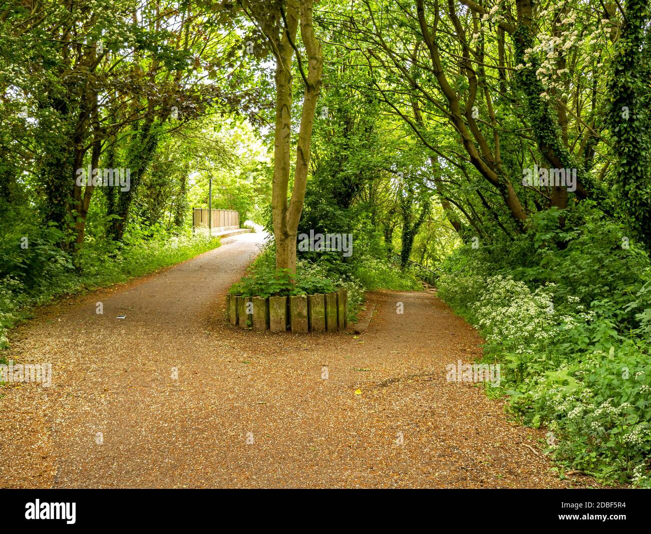 Fork in the Trans Pennine Trail near York, England, with wild flowers ...