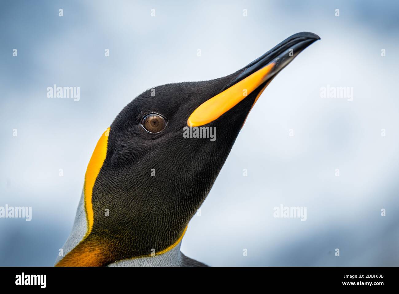 Head king penguin hi-res stock photography and images - Alamy
