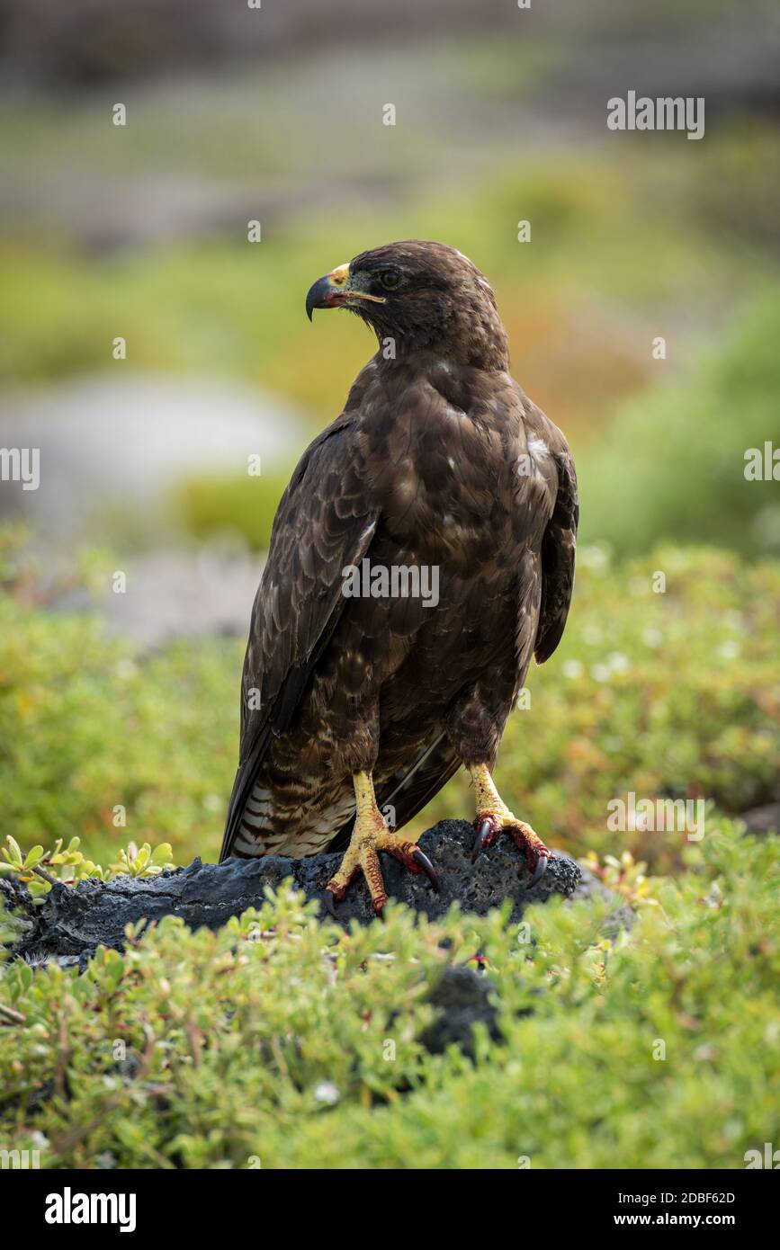 Hawk with turned head hi-res stock photography and images - Alamy
