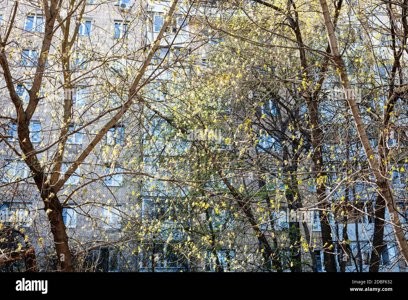 sunlit trees with young foliage and apartment house on background in ...