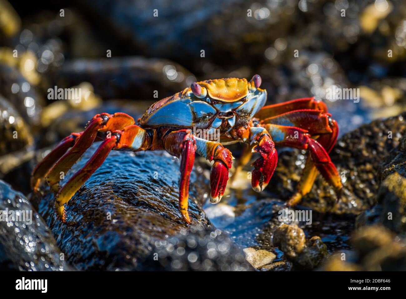 Sally Lightfoot crab climbs over wet rocks Stock Photo - Alamy