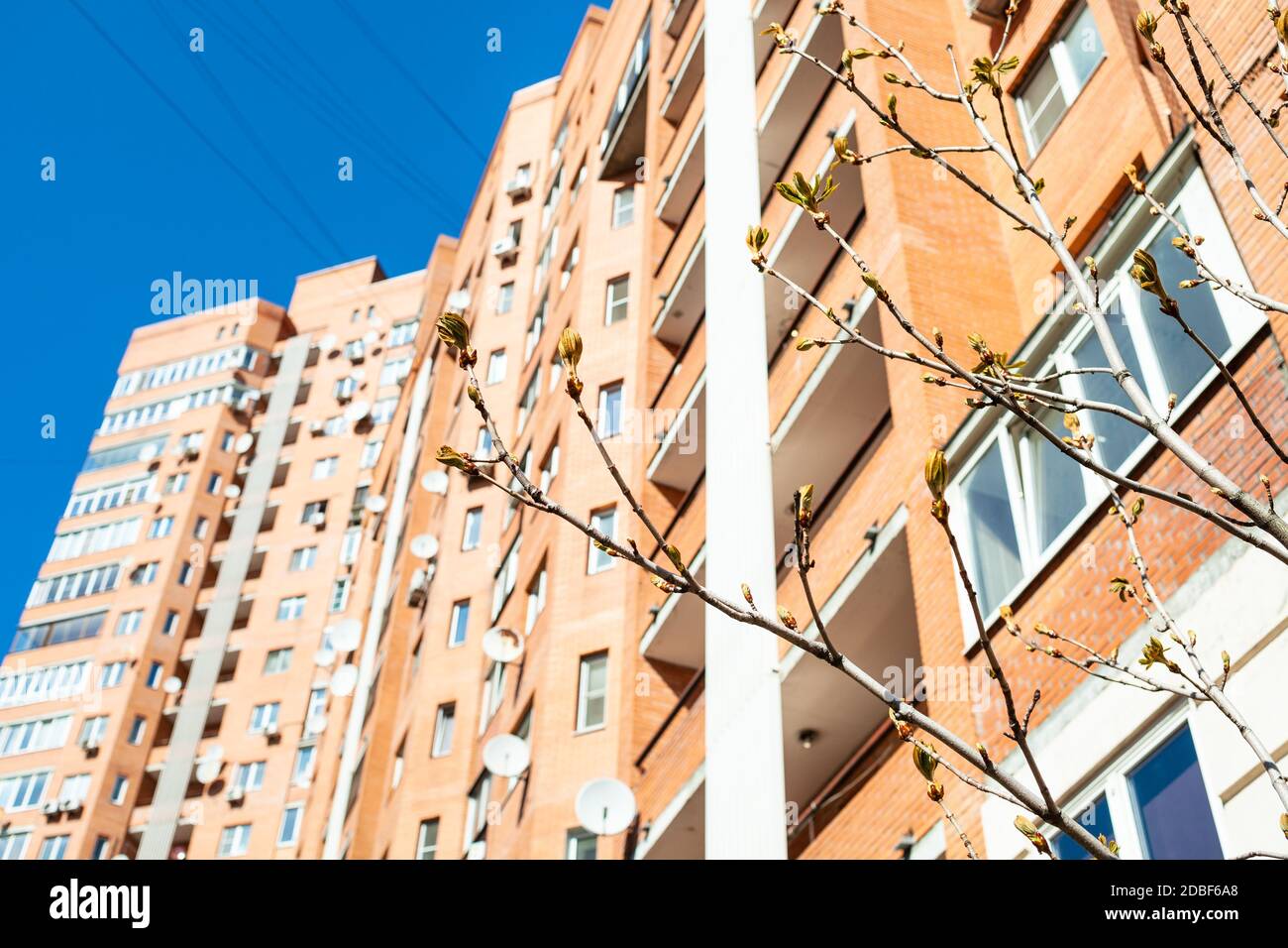 twigs horse-chestnut tree with young leaves and high-rise apartment ...