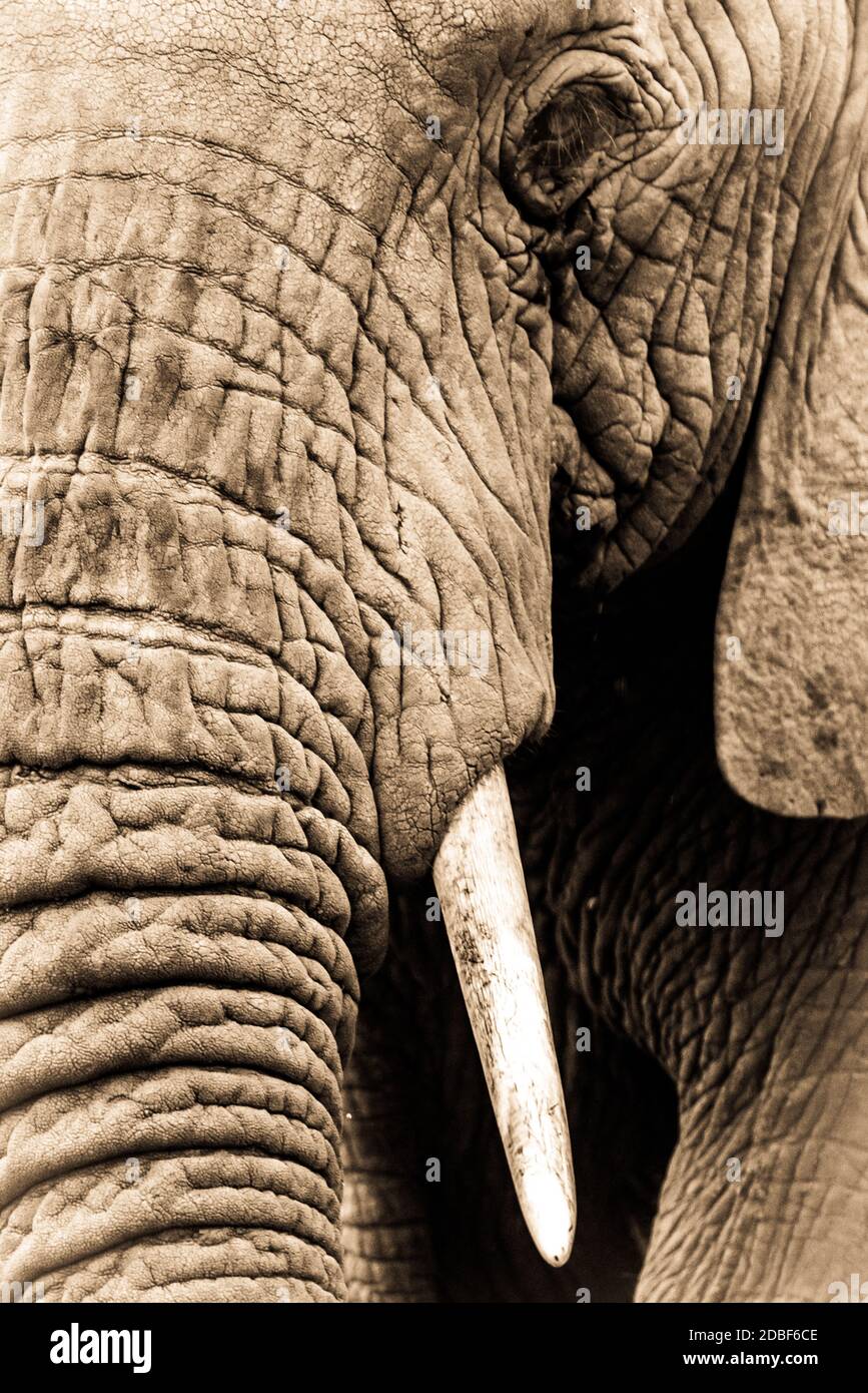 Half african hi-res stock photography and images - Alamy