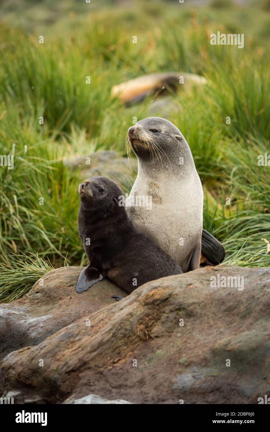 Antarctic fur seals rocks grass hi-res stock photography and images - Alamy Antarctic fur seals rocks grass hi-res stock photography and images - Alamy