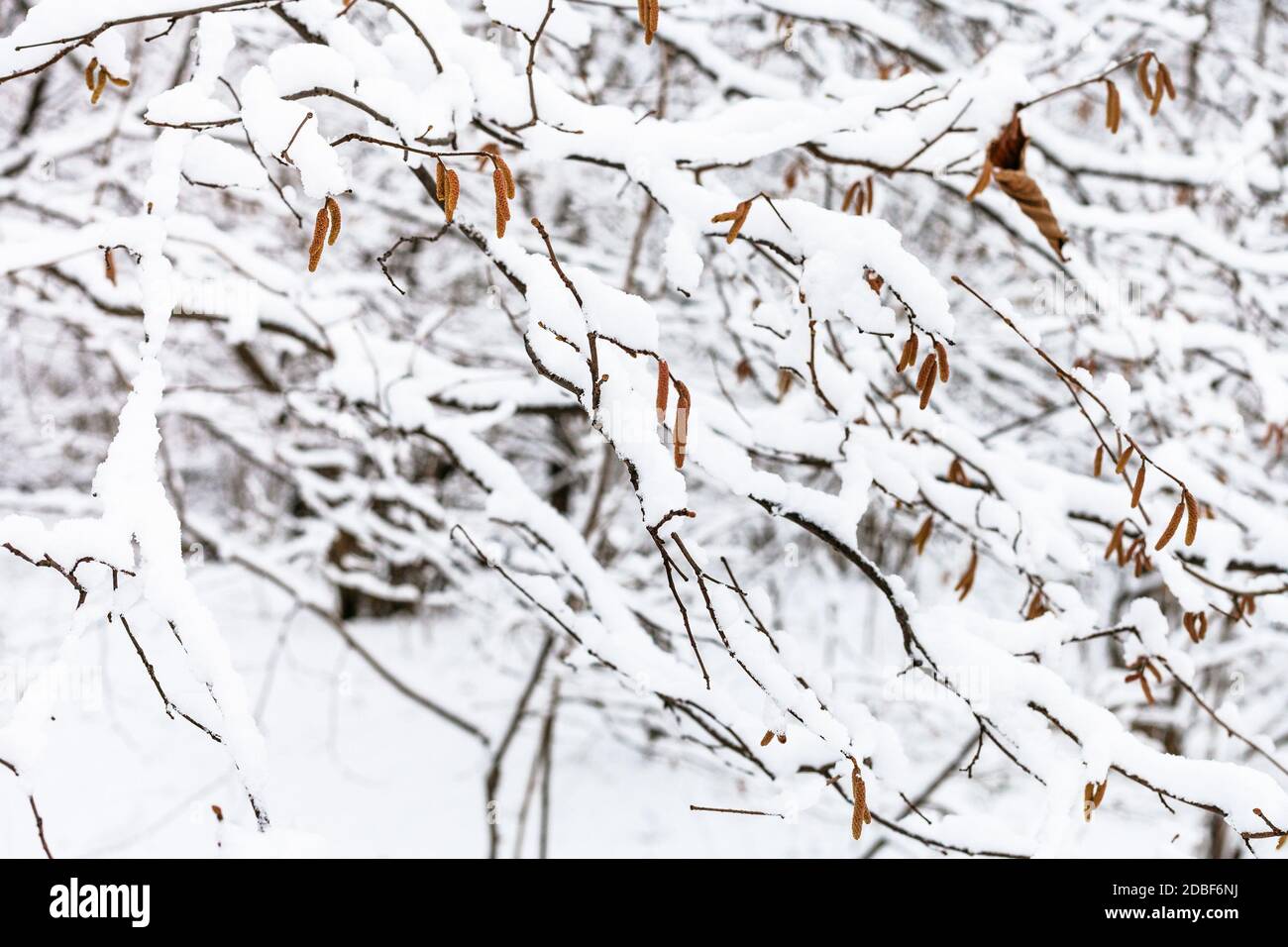 alder tree branches with catkins in snowy forest of Timiryazevsky park ...