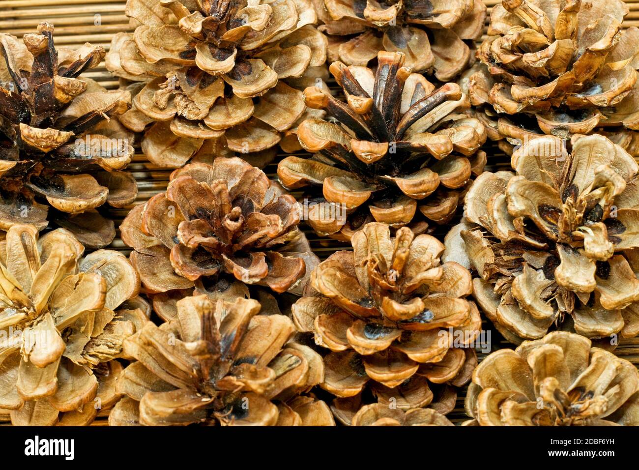 Bunch of traditional natural dried pine cones Stock Photo - Alamy