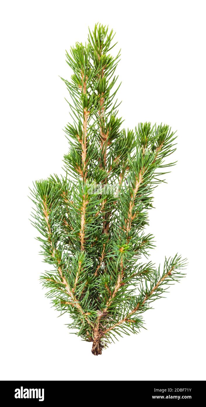 fresh twigs of natural spruce ( white spruce, picea glauca conica ...