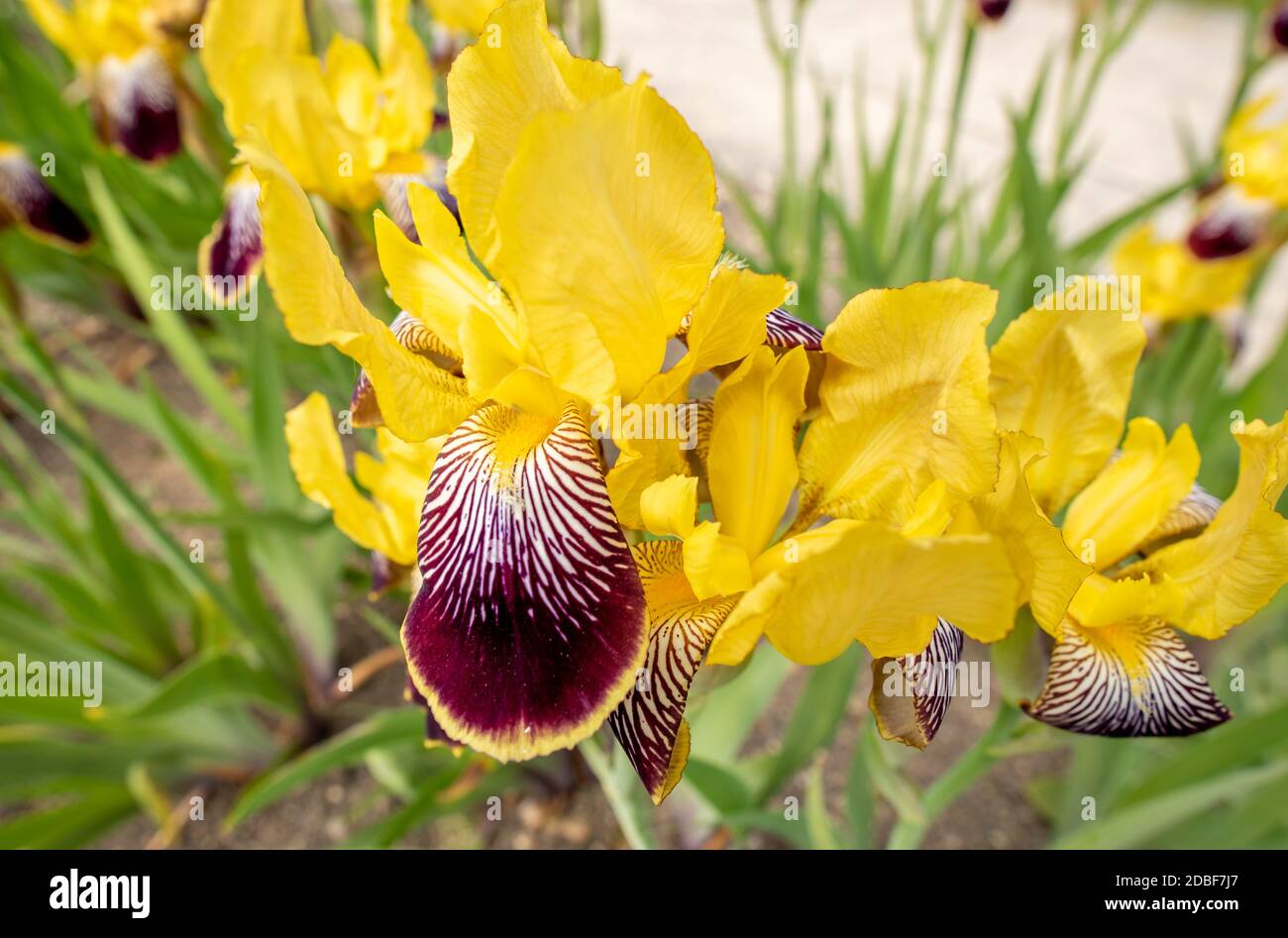 Iris variegata hi-res stock photography and images - Alamy